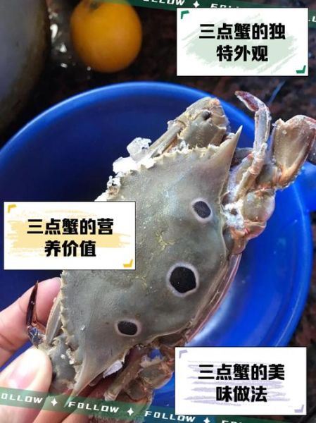 三点蟹多少钱一斤_三点蟹价格行情-第1张图片-山城妙识 三点蟹多少钱一斤_三点蟹价格行情-第1张图片-山城妙识