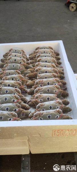 三点蟹多少钱一斤_三点蟹价格行情-第3张图片-山城妙识 三点蟹多少钱一斤_三点蟹价格行情-第3张图片-山城妙识