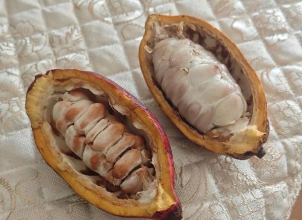 可可豆自制巧克力怎么做_可可豆自制巧克力需要哪些工具-第2张图片-山城妙识