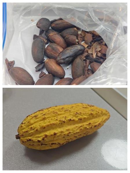 可可豆自制巧克力怎么做_可可豆自制巧克力需要哪些工具-第1张图片-山城妙识