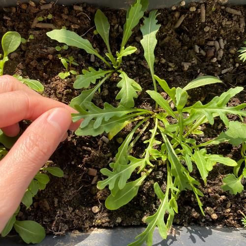 芝麻菜要不要焯水_芝麻菜焯水还是直接吃-第3张图片-山城妙识 芝麻菜要不要焯水_芝麻菜焯水还是直接吃-第3张图片-山城妙识