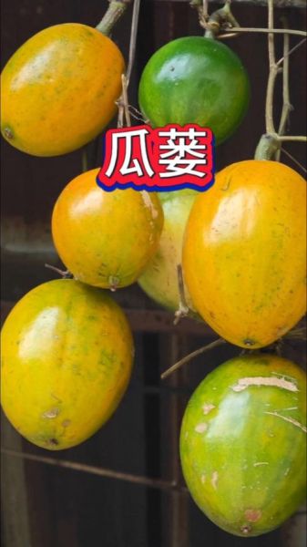 野生瓜蒌图片_如何辨别真假野生瓜蒌-第1张图片-山城妙识 野生瓜蒌图片_如何辨别真假野生瓜蒌-第1张图片-山城妙识