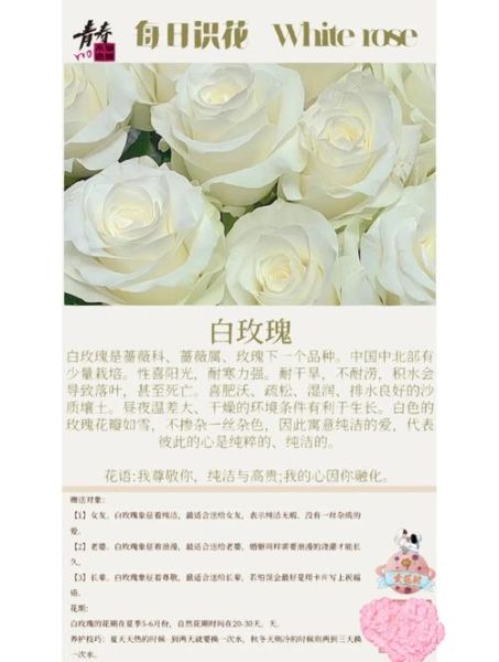 白玫瑰的花语是什么_白玫瑰适合送什么人-第1张图片-山城妙识