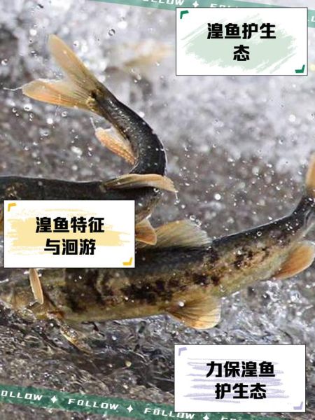 湟鱼多少钱一斤_湟鱼价格行情-第1张图片-山城妙识