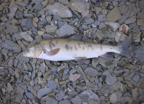 湟鱼多少钱一斤_湟鱼价格行情-第2张图片-山城妙识