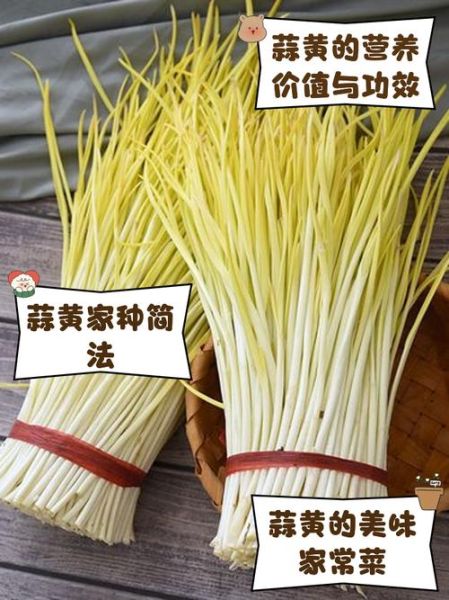 蒜黄的营养价值_蒜黄有哪些功效与作用-第1张图片-山城妙识