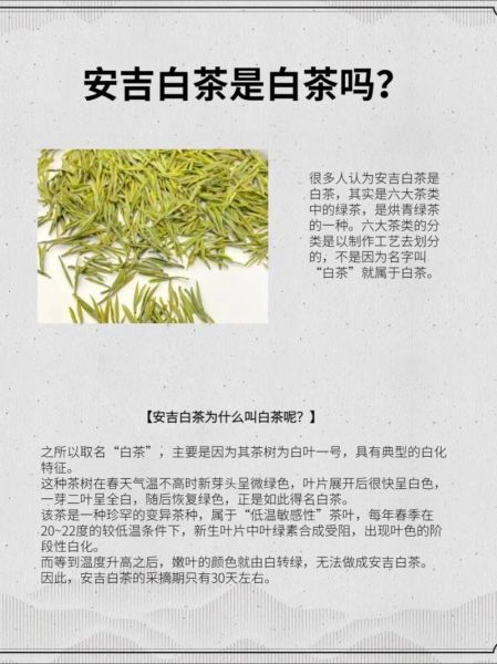 安吉白茶属于什么茶_安吉白茶是绿茶吗-第1张图片-山城妙识