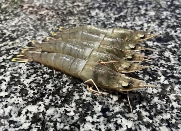 野生海虾有哪些品种_野生海虾图片大全-第3张图片-山城妙识