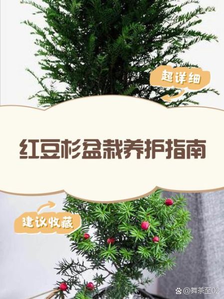 红豆杉盆景造型与修剪_如何让红豆杉盆景四季常青-第1张图片-山城妙识
