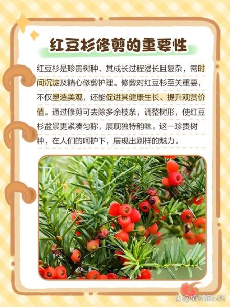 红豆杉盆景造型与修剪_如何让红豆杉盆景四季常青-第2张图片-山城妙识