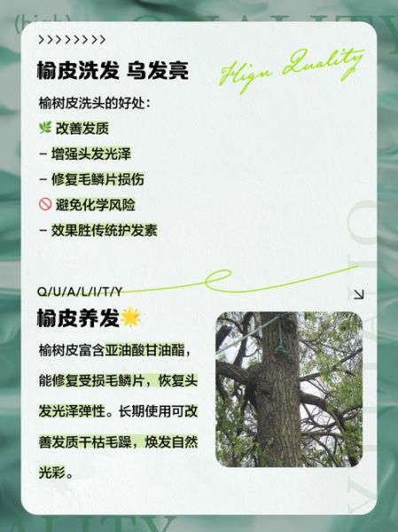 榆树皮熬水治皮肤病吗_榆树皮熬水怎么用-第2张图片-山城妙识 榆树皮熬水治皮肤病吗_榆树皮熬水怎么用-第2张图片-山城妙识