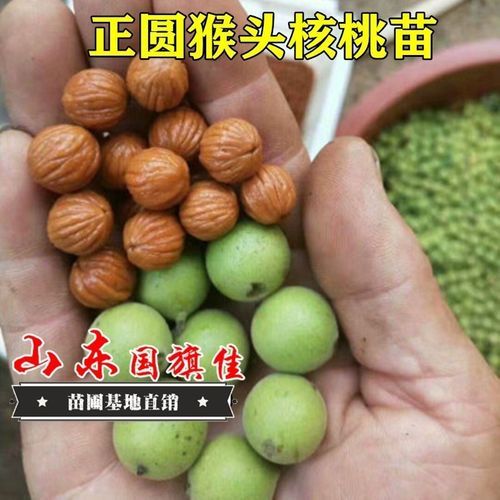 文玩核桃树几年结果_怎么养护-第3张图片-山城妙识