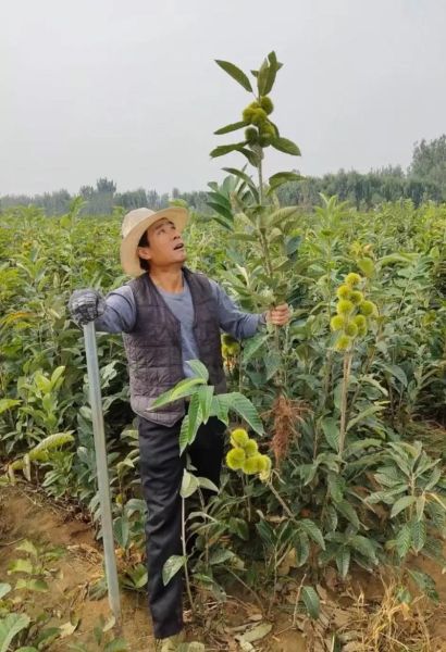 板栗树怎么种_板栗树几年结果-第2张图片-山城妙识