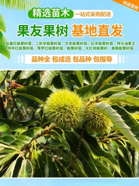 板栗树怎么种_板栗树几年结果-第1张图片-山城妙识