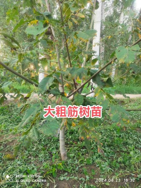 文玩核桃树几年结果_怎么养护-第2张图片-山城妙识