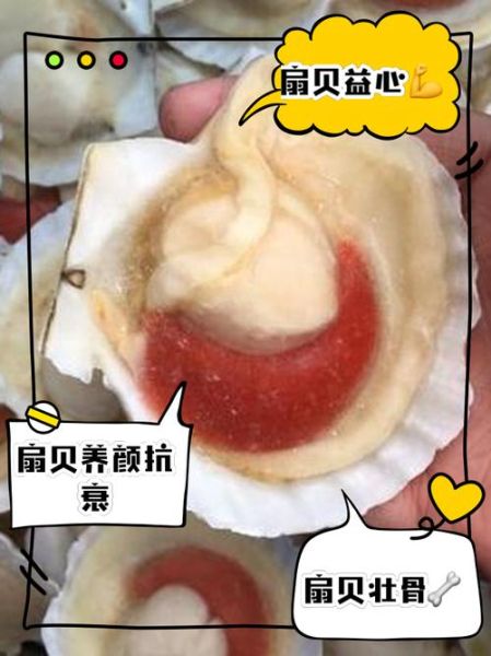 扇贝的功效与作用_扇贝的禁忌有哪些-第2张图片-山城妙识