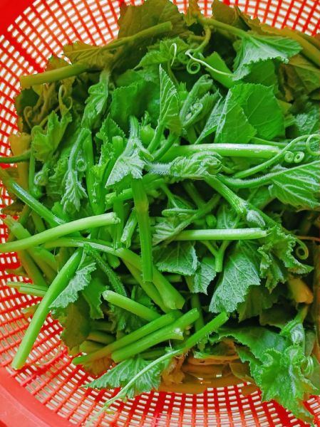 南瓜苗的营养价值_南瓜苗怎么吃最健康-第3张图片-山城妙识 南瓜苗的营养价值_南瓜苗怎么吃最健康-第3张图片-山城妙识