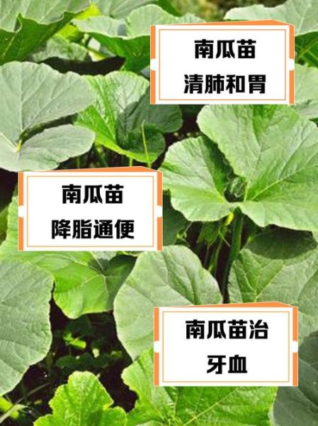 南瓜苗的营养价值_南瓜苗怎么吃最健康-第2张图片-山城妙识 南瓜苗的营养价值_南瓜苗怎么吃最健康-第2张图片-山城妙识