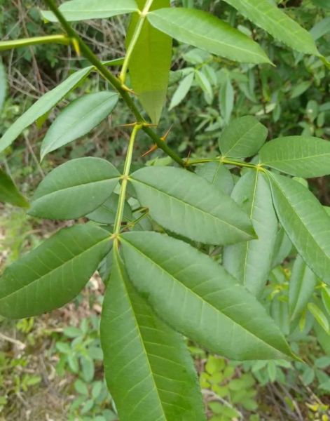 野花椒树长什么样子_野花椒树图片特征-第1张图片-山城妙识
