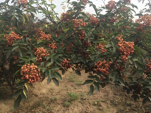 野花椒树长什么样子_野花椒树图片特征-第2张图片-山城妙识