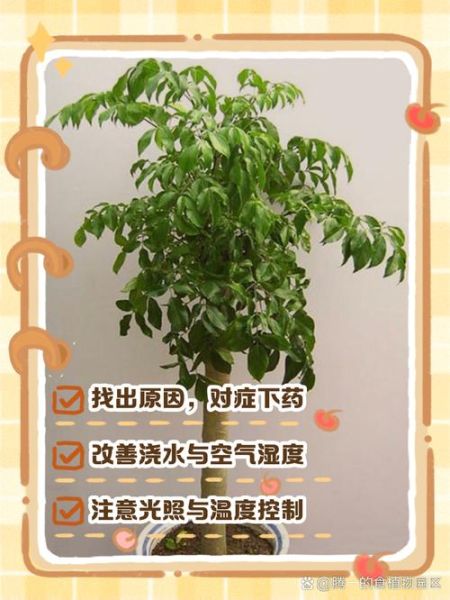 幸福树叶子发黄怎么办_幸福树多久浇一次水-第1张图片-山城妙识