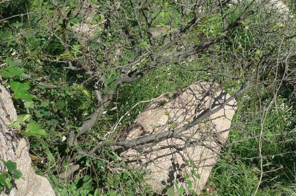 野花椒树长什么样子_野花椒树图片特征-第3张图片-山城妙识