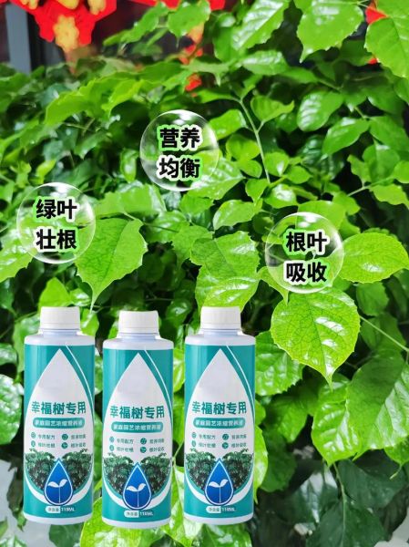 幸福树叶子发黄怎么办_幸福树多久浇一次水-第2张图片-山城妙识