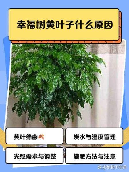 幸福树叶子发黄怎么办_幸福树多久浇一次水-第3张图片-山城妙识
