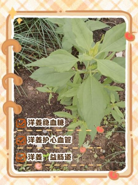 洋姜的功效与作用及食用方法_洋姜怎么吃最好-第2张图片-山城妙识