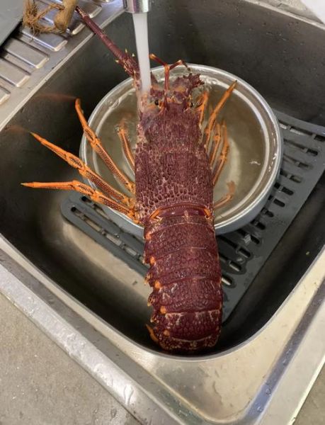 澳洲大龙虾怎么做好吃_家常做法大全-第3张图片-山城妙识