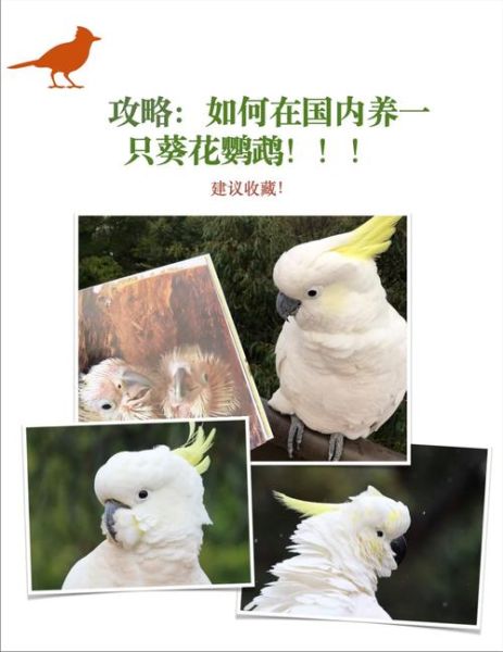 葵花鹦鹉多少钱一只_葵花鹦鹉怎么养-第2张图片-山城妙识