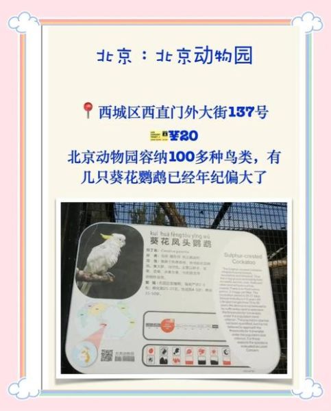 葵花鹦鹉多少钱一只_葵花鹦鹉怎么养-第1张图片-山城妙识