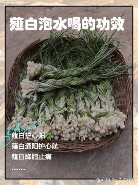 薤白是什么东西_薤白和藠头一样吗-第3张图片-山城妙识