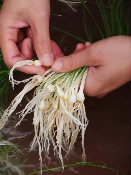 薤白是什么东西_薤白和藠头一样吗-第2张图片-山城妙识
