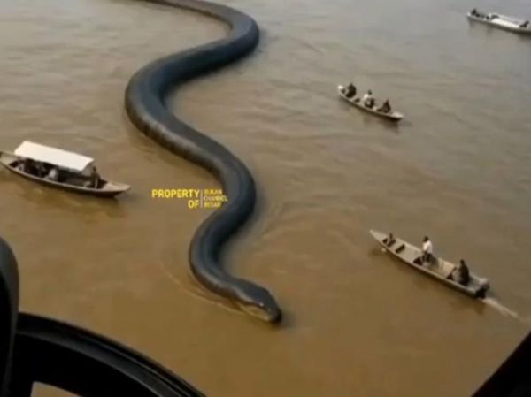 98年涨水出的最大蛇_真实还是传说-第1张图片-山城妙识 98年涨水出的最大蛇_真实还是传说-第1张图片-山城妙识