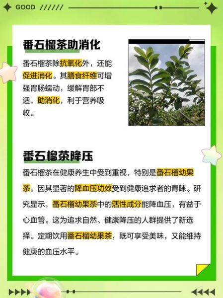 番石榴茶能降尿酸吗_番石榴茶降尿酸效果怎么样-第1张图片-山城妙识
