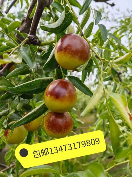 冬枣多少钱一斤_2024年最新价格行情-第1张图片-山城妙识 冬枣多少钱一斤_2024年最新价格行情-第1张图片-山城妙识