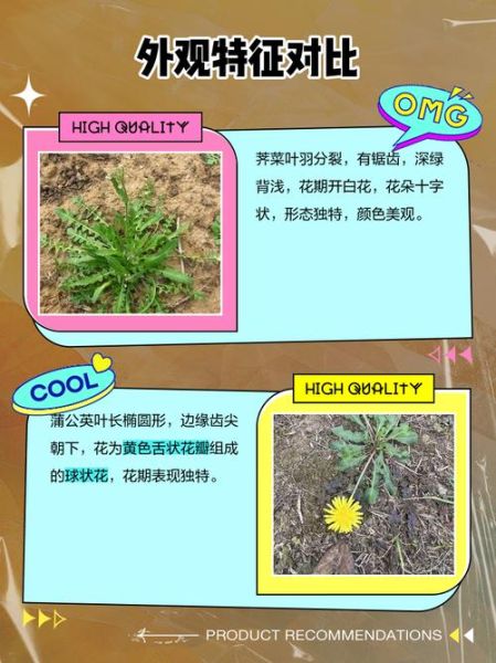 荠菜花图片长什么样_荠菜花和蒲公英区别-第2张图片-山城妙识
