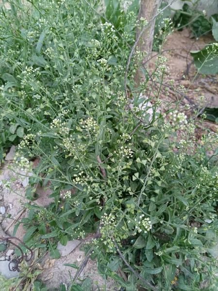 荠菜花图片长什么样_荠菜花和蒲公英区别-第3张图片-山城妙识