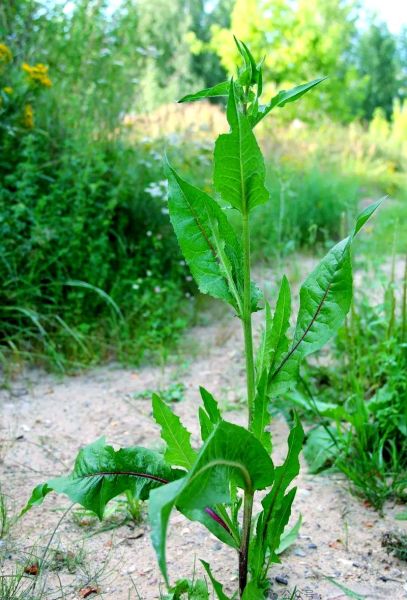 菊苣图片大全大图_菊苣长什么样-第1张图片-山城妙识