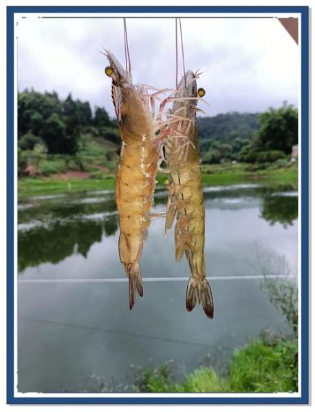 淡水对虾养殖技术_如何提高成活率-第2张图片-山城妙识