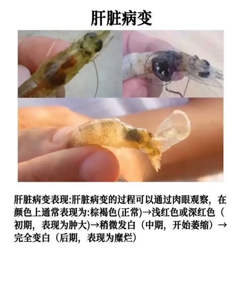 淡水对虾养殖技术_如何提高成活率-第1张图片-山城妙识