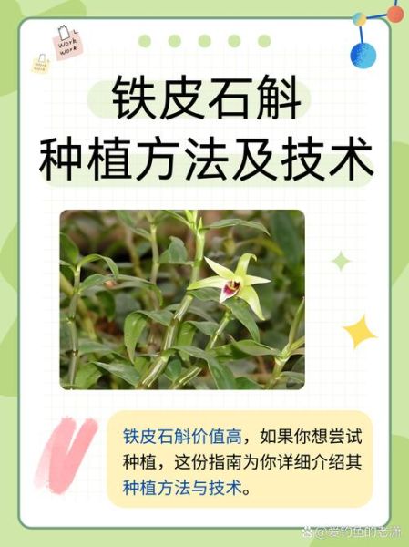 石斛怎么种_石斛种植方法-第3张图片-山城妙识 石斛怎么种_石斛种植方法-第3张图片-山城妙识