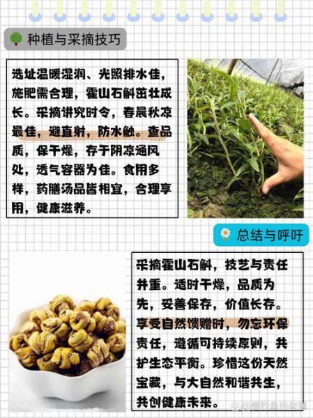 石斛怎么种_石斛种植方法-第1张图片-山城妙识 石斛怎么种_石斛种植方法-第1张图片-山城妙识