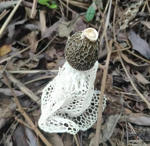 竹笙和竹荪的区别_竹笙和竹荪哪个更好-第2张图片-山城妙识 竹笙和竹荪的区别_竹笙和竹荪哪个更好-第2张图片-山城妙识