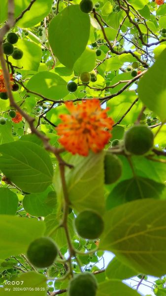 构树图片长什么样_构树叶有什么功效与作用-第2张图片-山城妙识