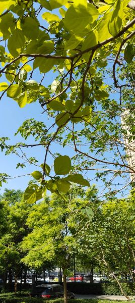 构树图片长什么样_构树叶有什么功效与作用-第1张图片-山城妙识