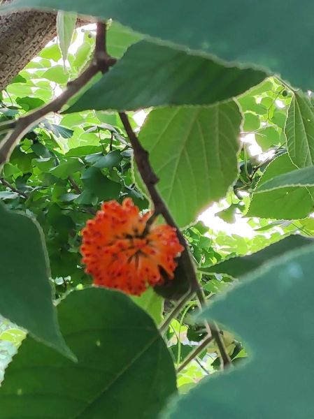 构树图片长什么样_构树叶有什么功效与作用-第3张图片-山城妙识