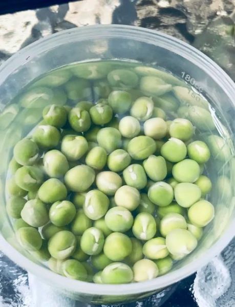 豌豆芽怎么发视频_豌豆芽视频审核多久-第1张图片-山城妙识