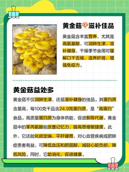 黄金菇有什么功效_黄金菇怎么吃最好-第1张图片-山城妙识